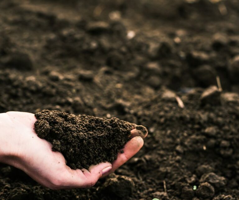 Can Rice Be Composted? Here’s Everything You Need to Know | Garden ...